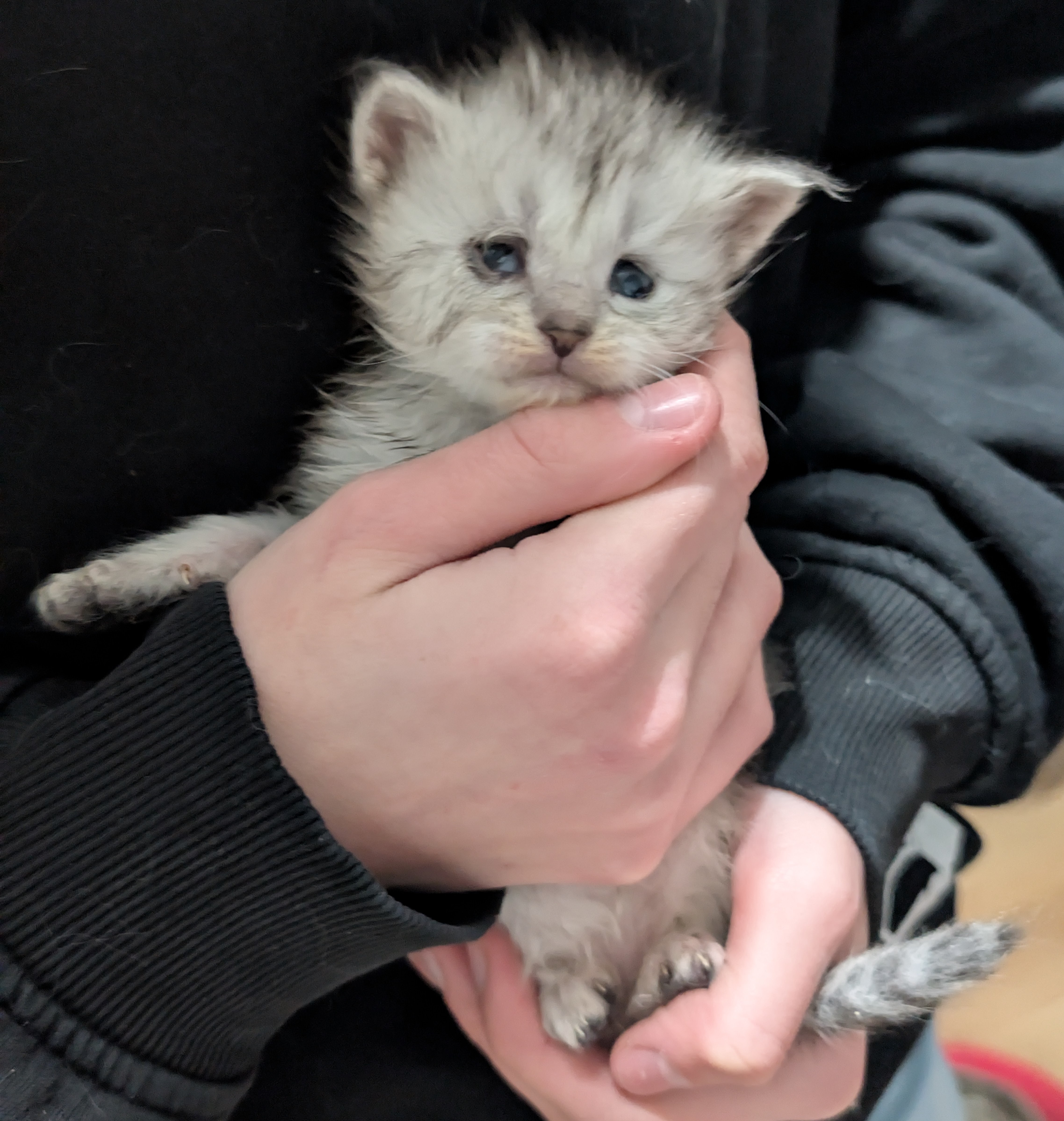 PORTEES DE CHATONS/ADOPTER/RESERVER/PROCEDURES/PRIX